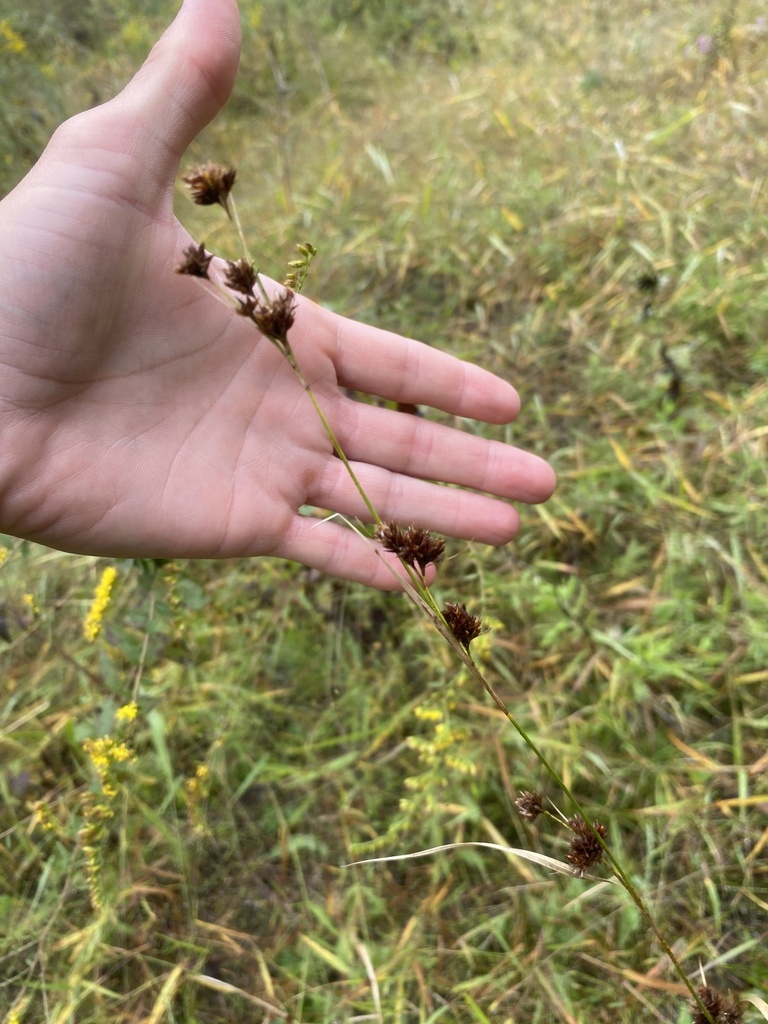 brownish beaked-rush from Exol Rd, King And Queen Court House, VA, US ...