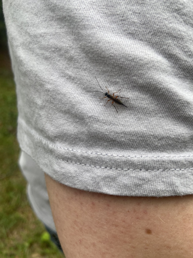 Ichneumonid Wasps from Little Beaver State Park, Beaver, WV, US on ...