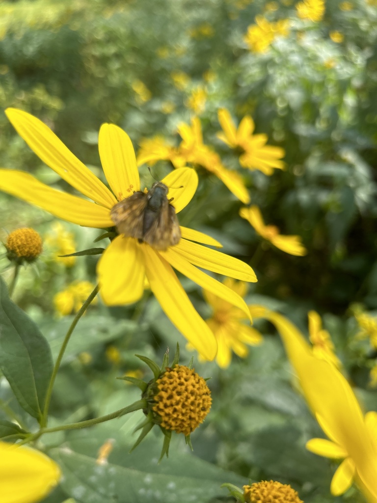Grass Skippers from Mill Race Park, Columbus, IN, US on September 29 ...