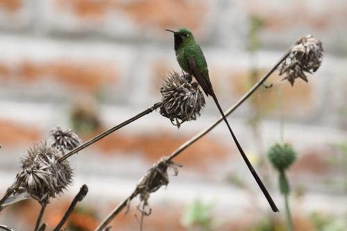 Colibrí colilargo (Biodiversidad de la vereda Canica) · iNaturalist