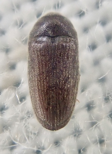 Aulonothroscus brevicollis · iNaturalist