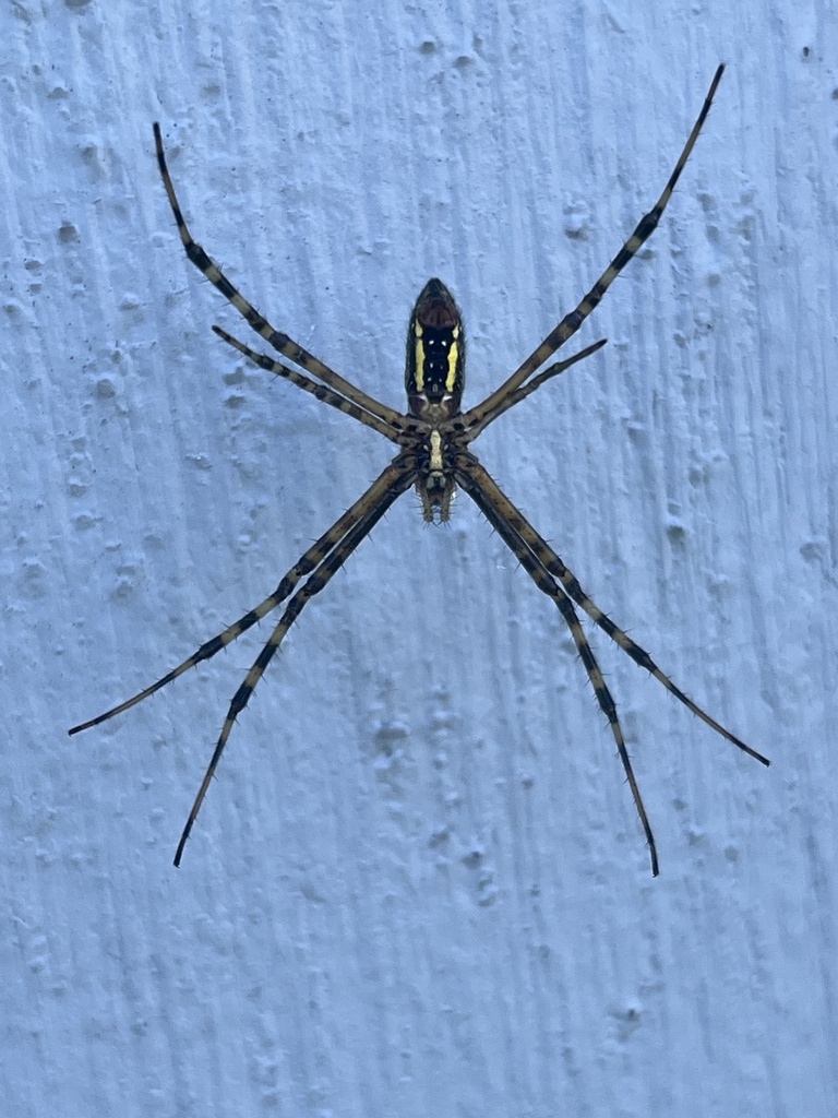Banded Garden Spider from McLean Ln, Athens, OH, US on September 29 ...