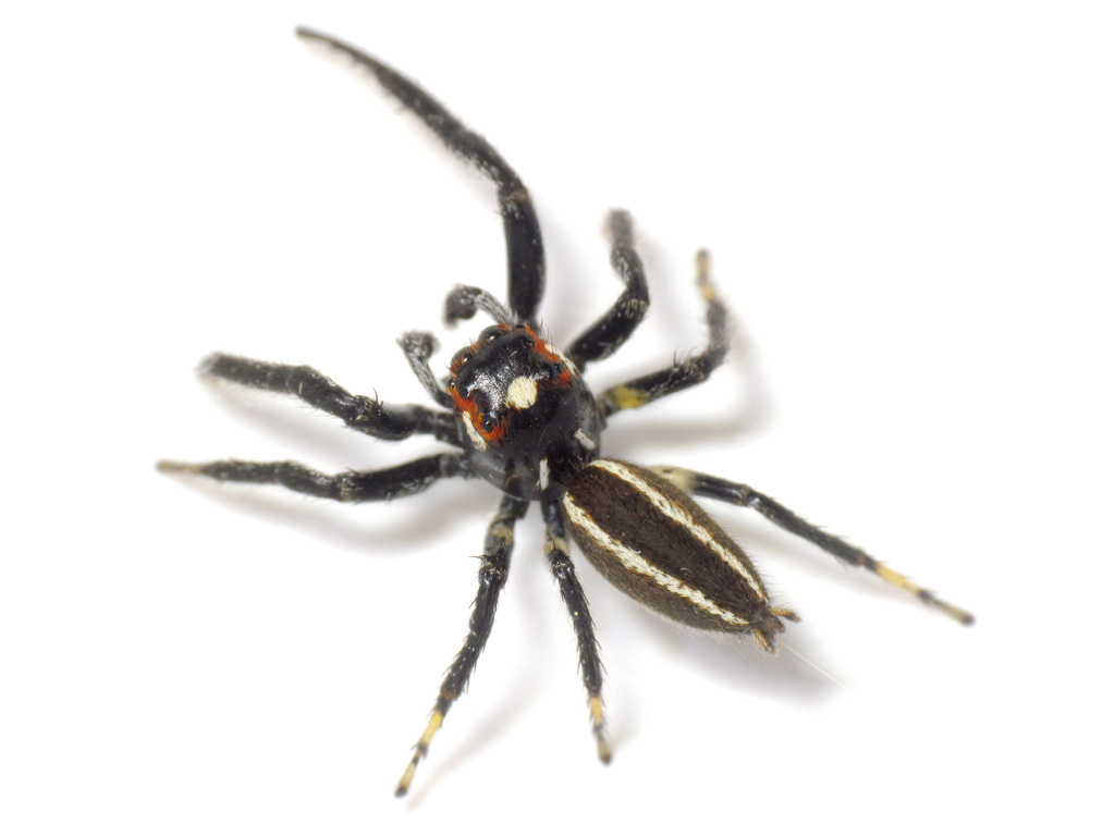 Sylvan Jumping Spider from Belle Haven, VA, USA on June 7, 2015 at 03: ...