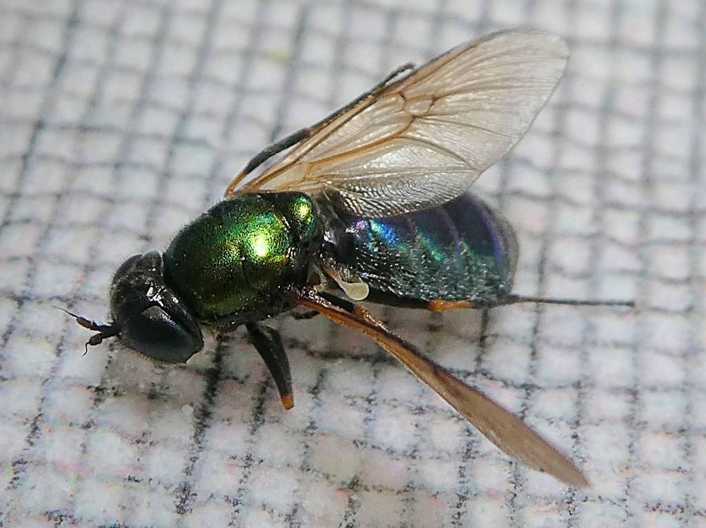 Broad Centurion Fly from Oviedo, Asturias, España on June 10, 2023 at ...