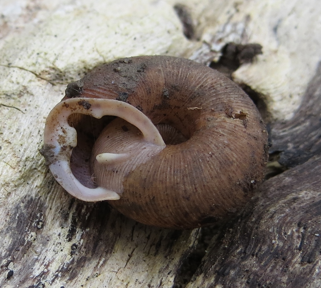 Dished Threetooth (Snails of Ontario) · iNaturalist