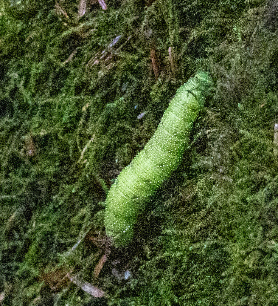 Walnut Sphinx from Hocking County, OH, USA on September 27, 2023 at 02: ...