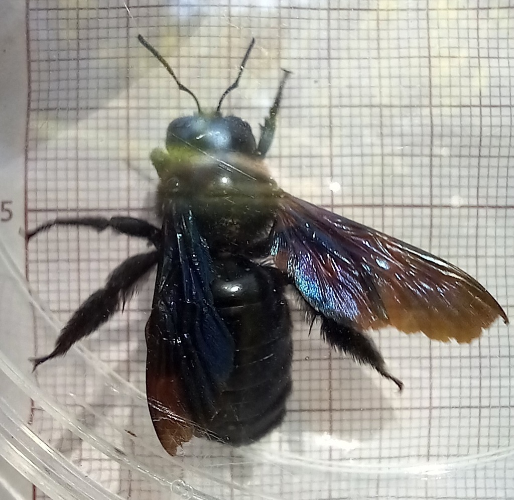 Large Carpenter Bees from Escola Secundária José Gomes Ferreira on ...