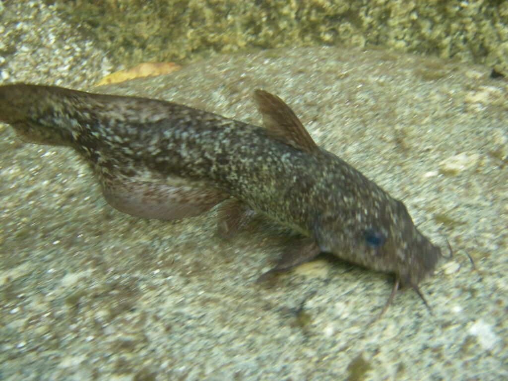 Wet Tropics Tandan from Syndicate QLD 4873, Australia on December 1 ...