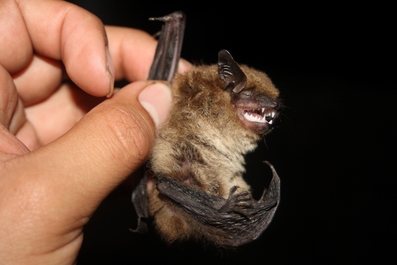 Dark-nosed Small-footed Myotis (Mammals of Texas) · iNaturalist Mexico