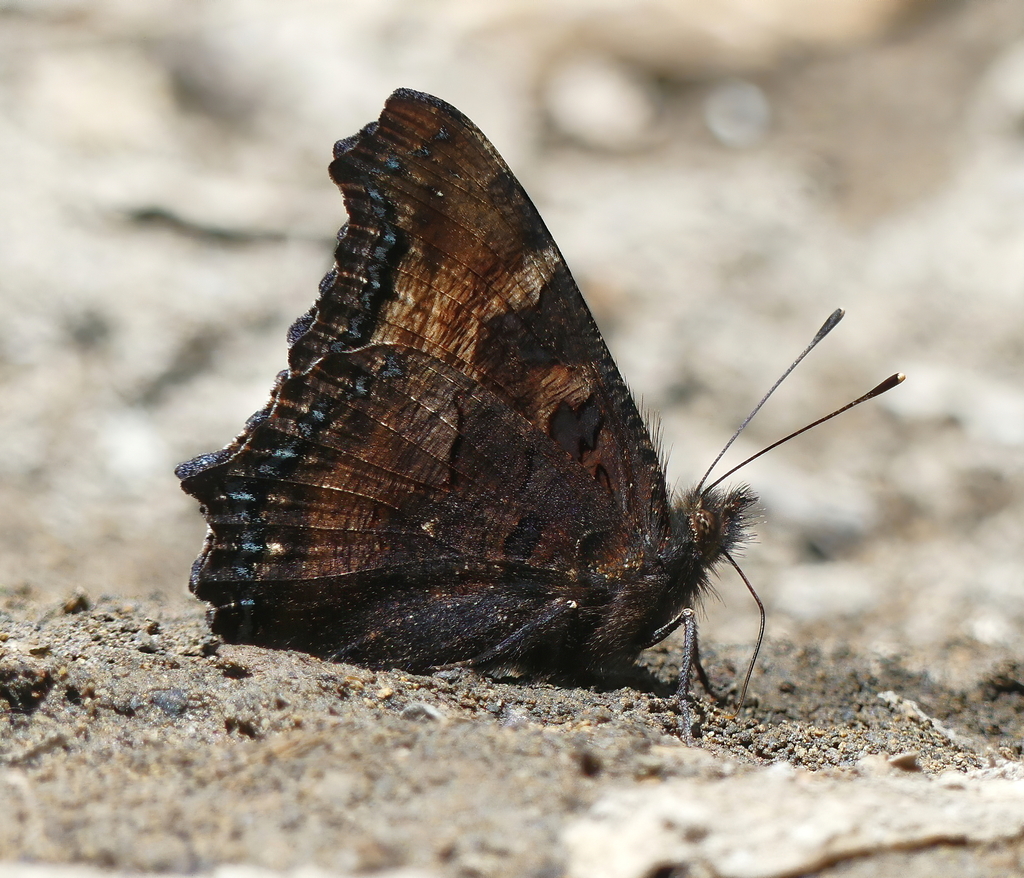 California Tortoiseshell from Orange County, CA, USA on June 9, 2023 at ...