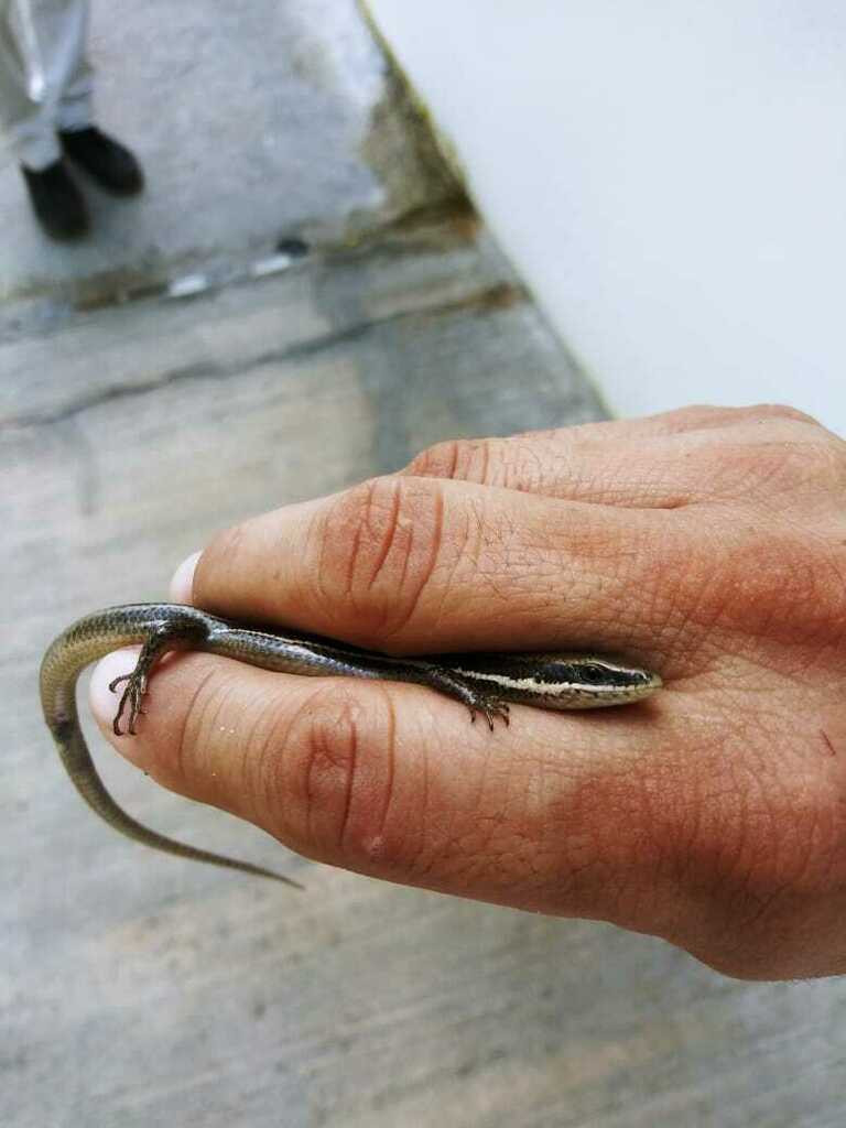Mayan Skink from Isla Mujeres, Q.R., México on September 15, 2022 at 04 ...