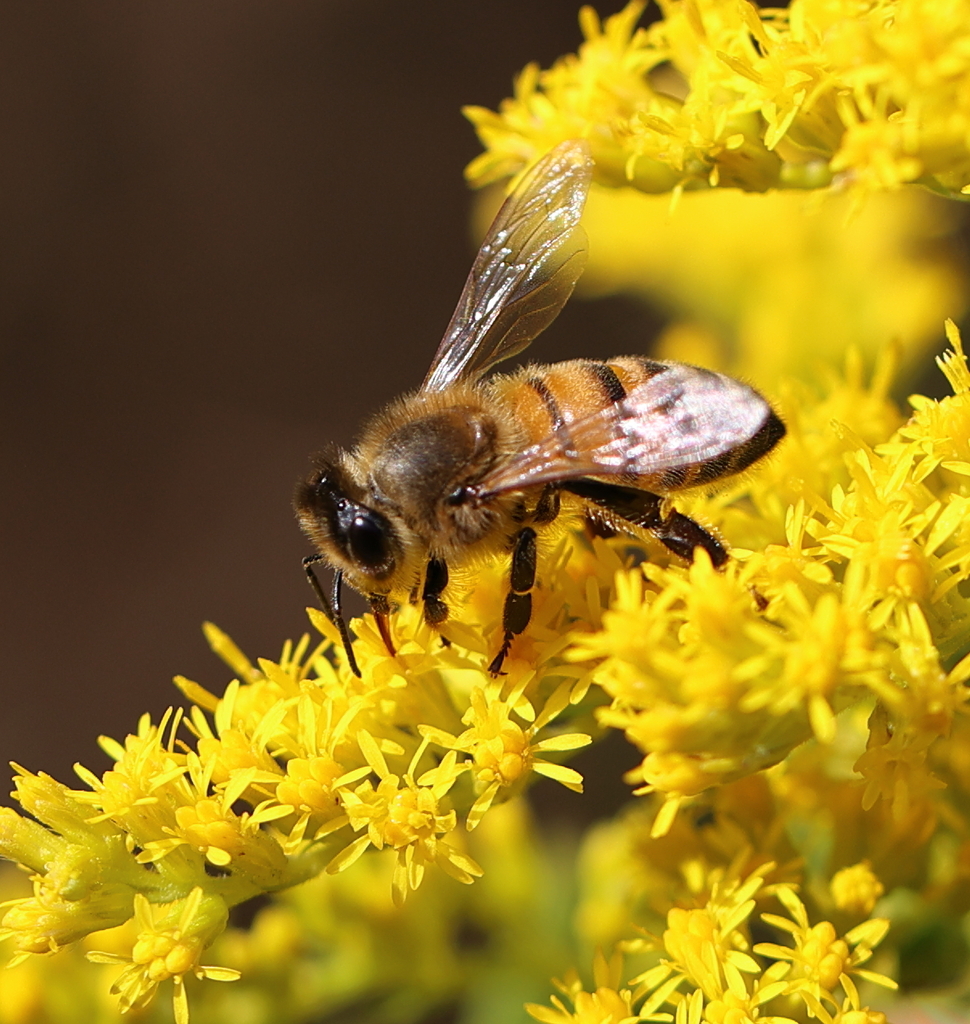Western Honey Bee from Montgomery, Ohio, United States on September 29 ...