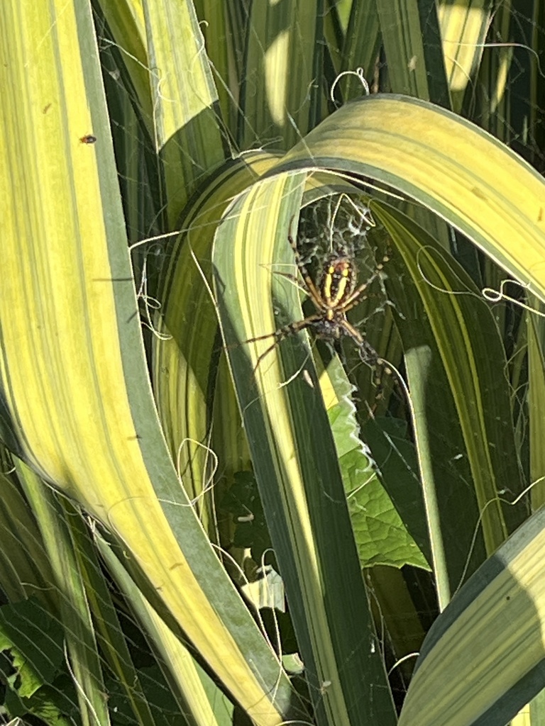 Banded Garden Spider from Prairie Dr, Belpre, OH, US on September 29 ...