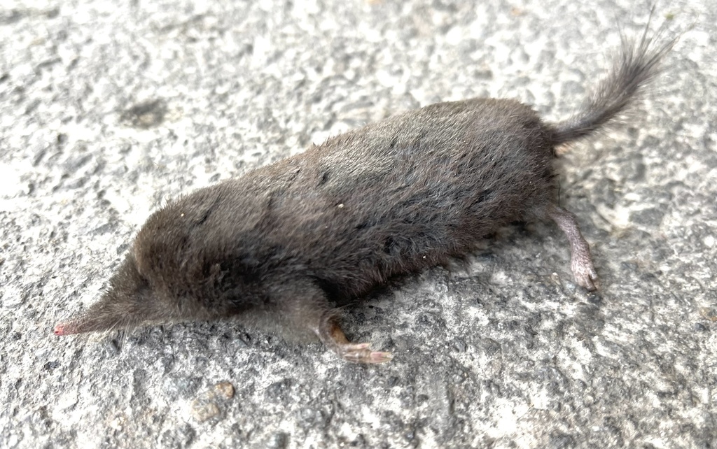 Greater Japanese Mole (Mogera wogura) - Know Your Mammals