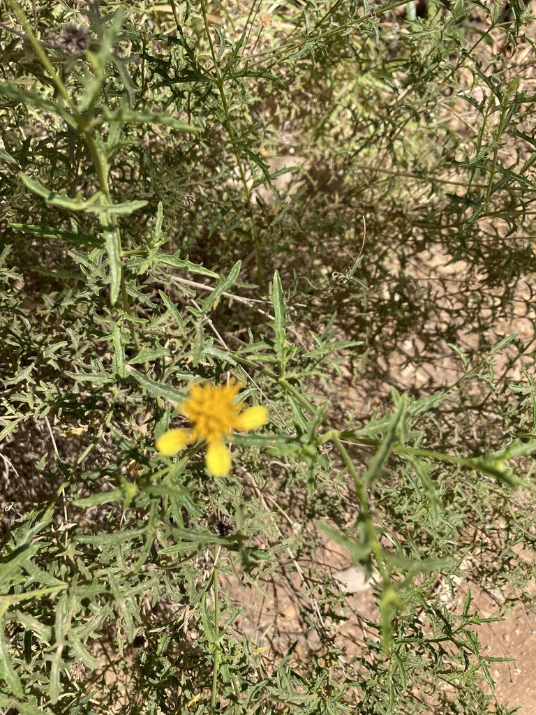 Something from Sandover, AU-NT, AU on September 29, 2023 at 10:18 AM by ...