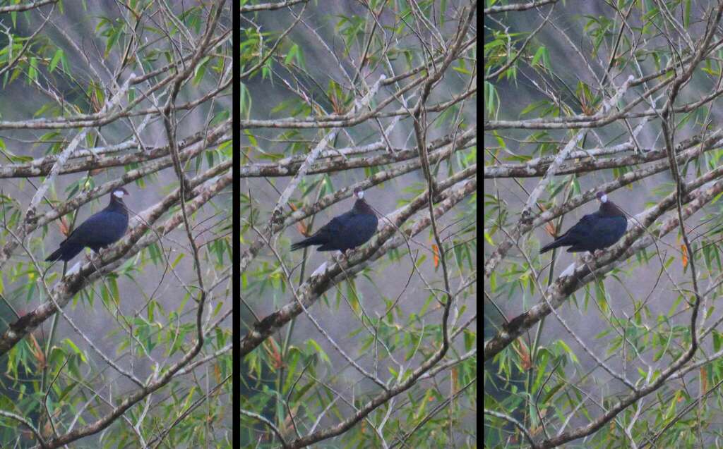 New Caledonia Metallic Pigeon from Poindimie, New Caledonia on August ...