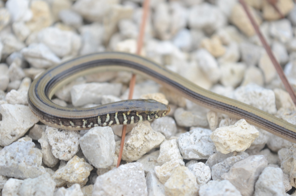 Island Glass Lizard in November 2022 by coryi4ever · iNaturalist