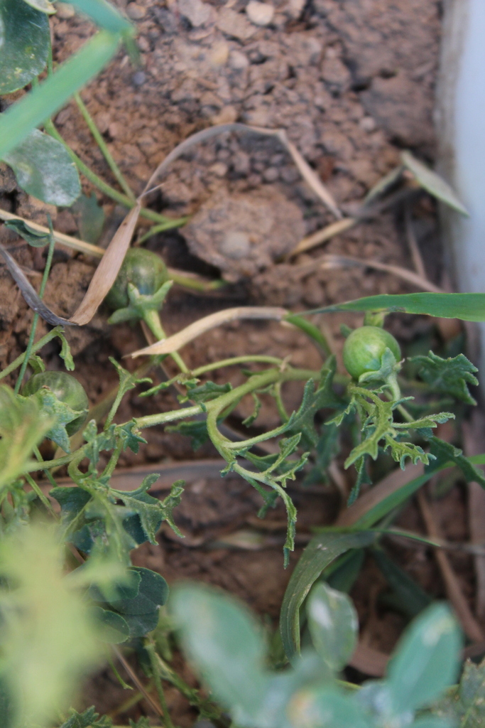 Cutleaf Nightshade from Meeker, CO 81641, USA on September 29, 2023 at ...