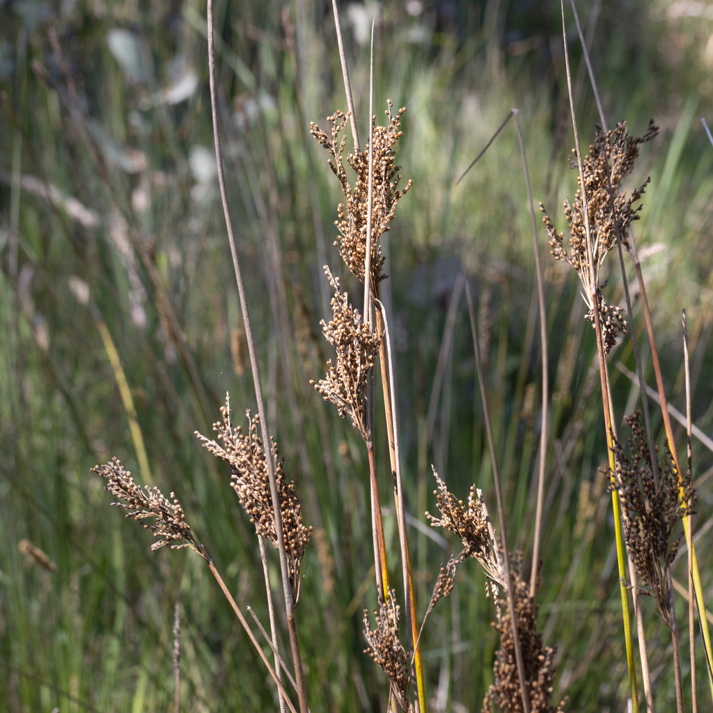 Great Soft-rush from Charleston SA 5244, Australia on September 28 ...