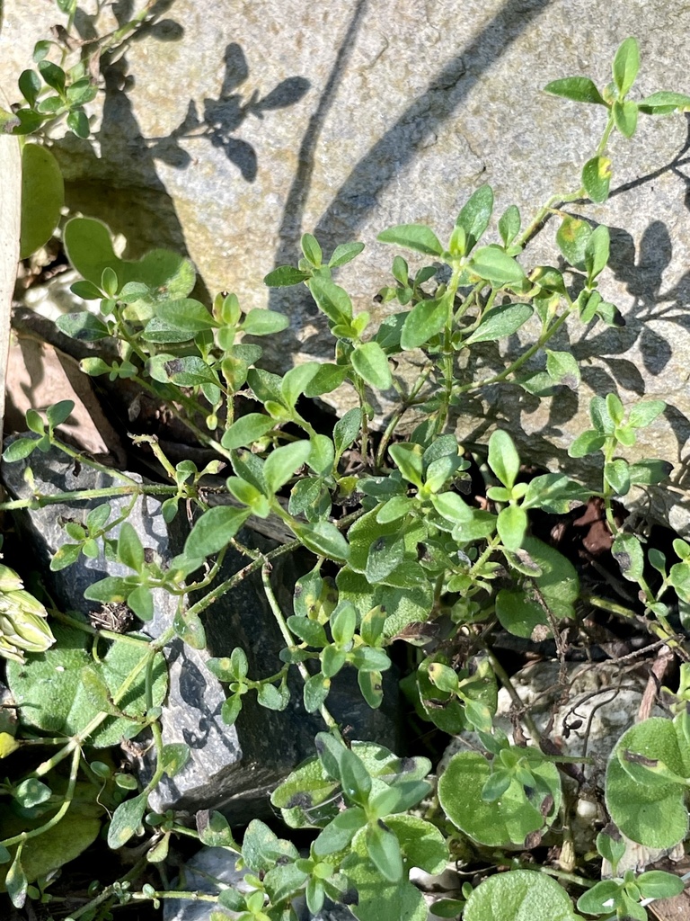 Native River Mint in September 2023 by suecee · iNaturalist