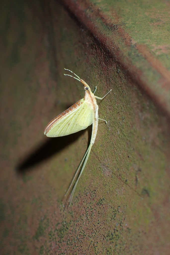 Potamanthus in August 2023 by Yui Hong Chiu · iNaturalist