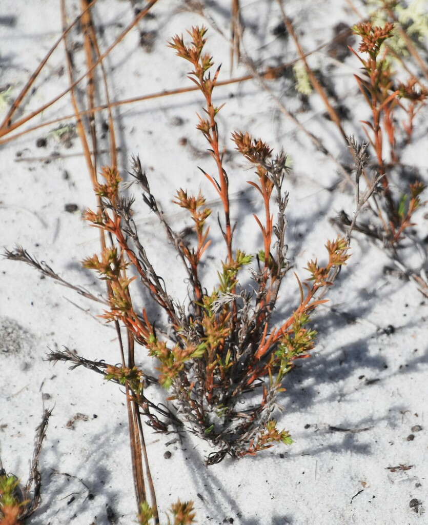 Rust Weed from Polk County, FL, USA on September 29, 2023 at 10:59 AM ...