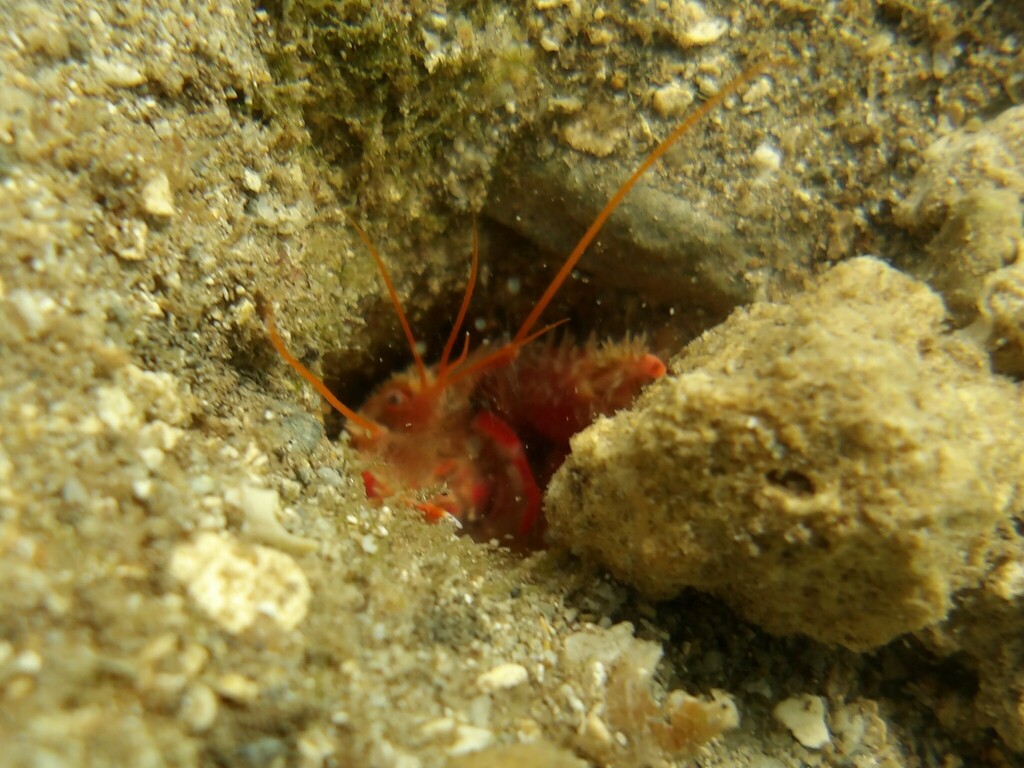 Neaxius acanthus from Baie de Cook, French Polynesia, PF on September ...