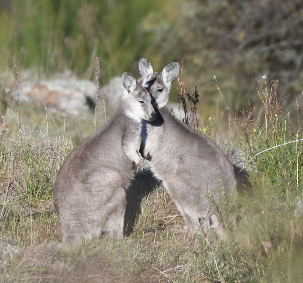 Common Wallaroo from Lower Molonglo Nature Reserve, Belconnen, ACT, AU ...
