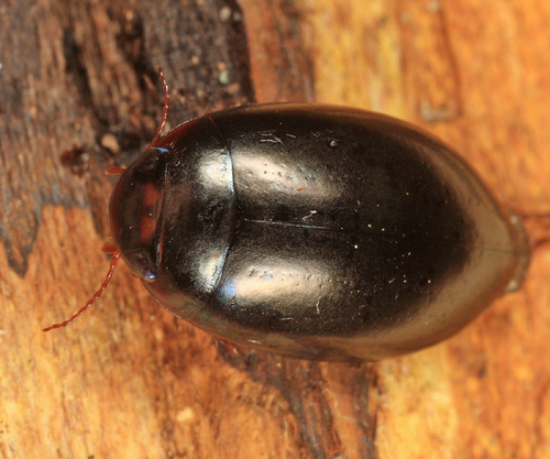 Ilybius gagates · iNaturalist United Kingdom