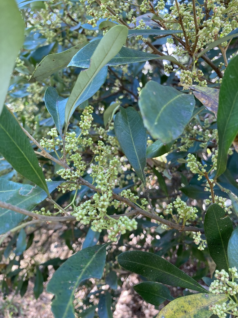 Guioa from Tamborine Mountain, QLD, AU on September 30, 2023 at 10:26 ...