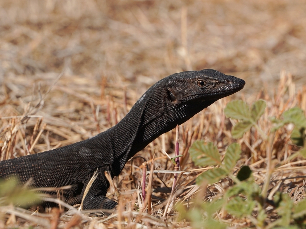 Black-headed Monitor from Petermann NT 0872, Australia on September 30 ...