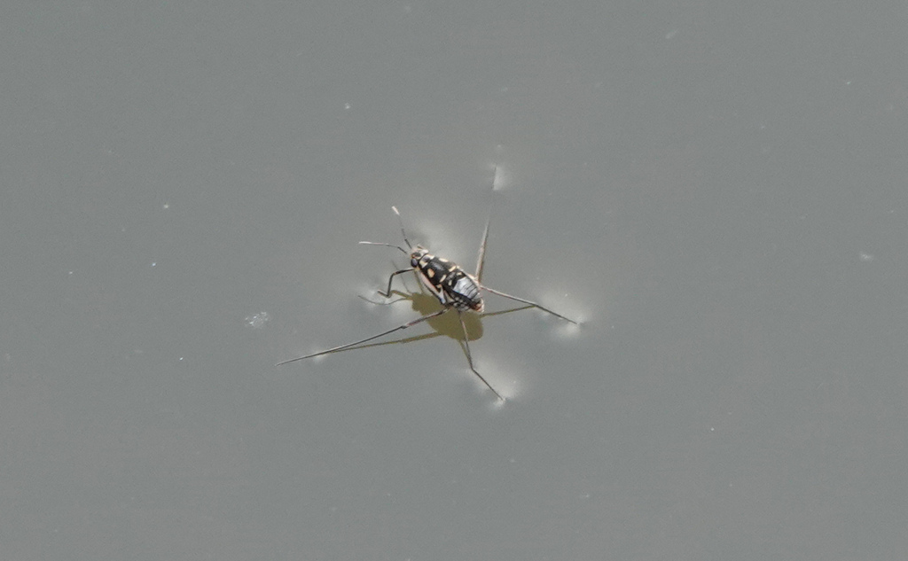 Trepobates subnitidus from Tuckahoe, VA, USA on September 29, 2023 at ...