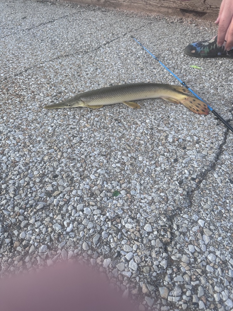 Shortnose Gar from Johnston County, US-OK, US on September 29, 2023 at ...