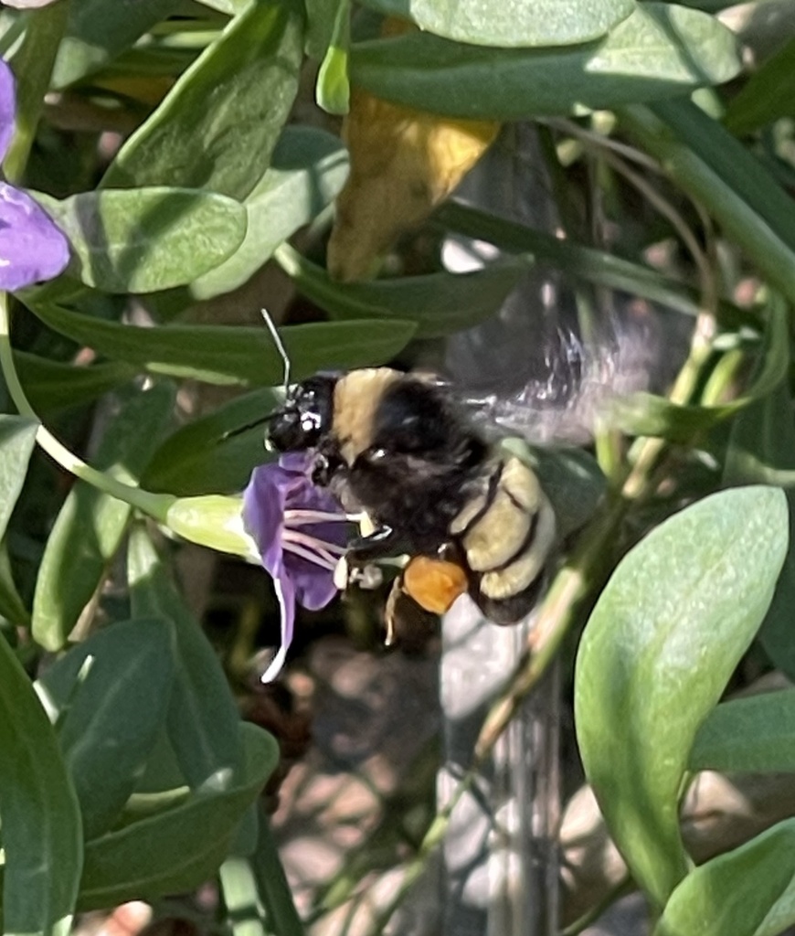 American Bumble Bee from Texas Discovery Gardens, Dallas, TX, US on ...