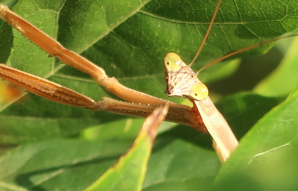 Chinese Mantis from St. Catharines, ON, Canada on September 25, 2023 at ...
