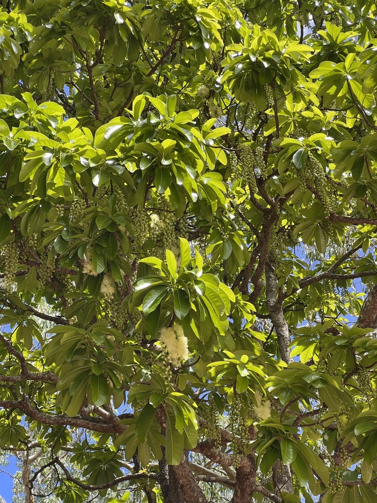 Mango Pine from Peninsula Development Rd, Coen, QLD, AU on 30 September ...