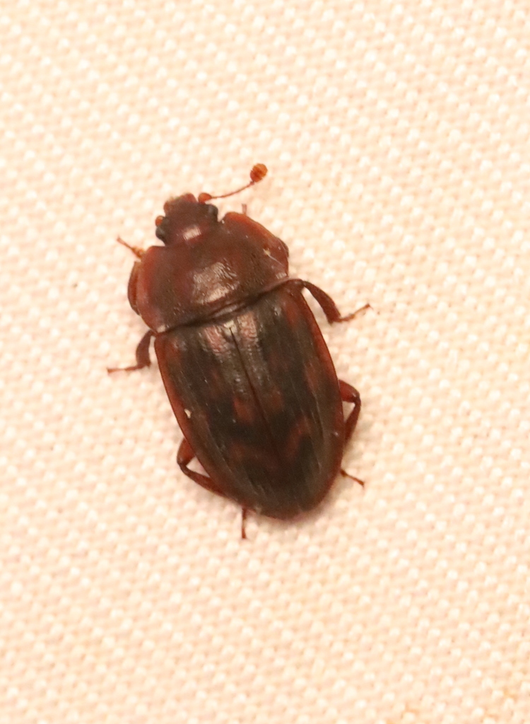 Phenolia grossa from Portage County, OH, USA on September 29, 2023 at ...