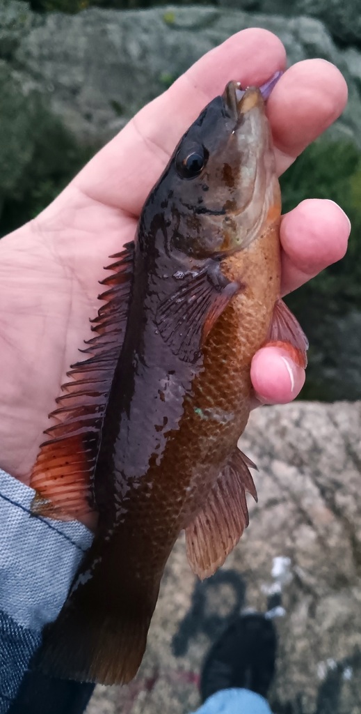 Cunner from Jamestown, RI, USA on September 29, 2023 at 06:41 PM by ...