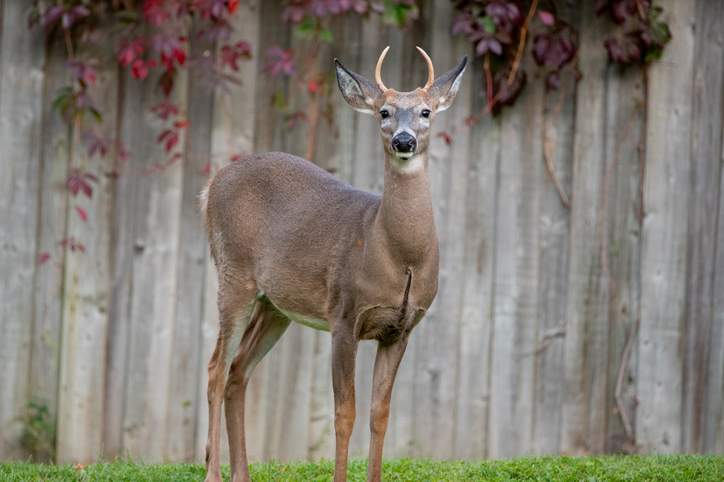 White-tailed Deer from Bayview Village, Toronto, ON, Canada on ...