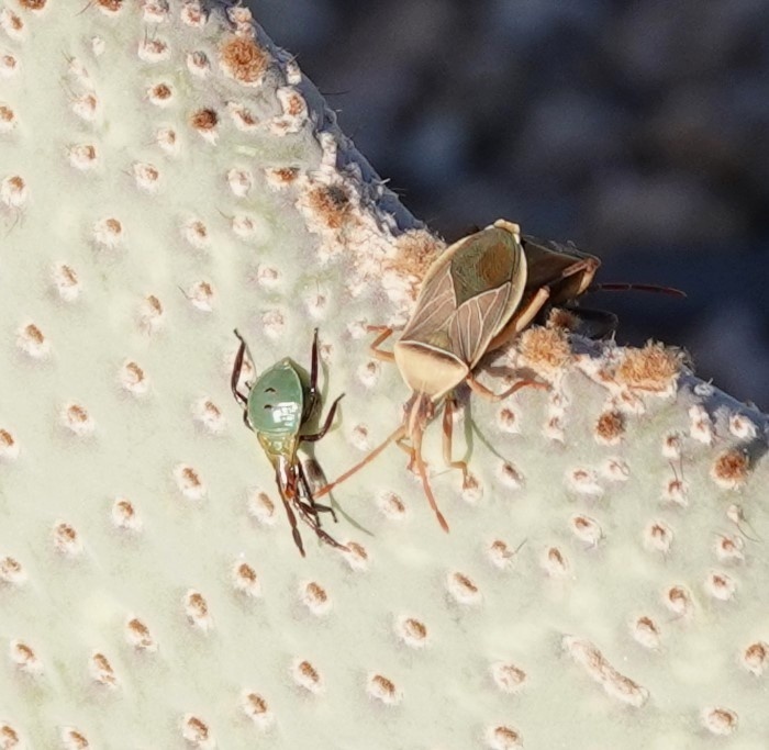 Cactus Coreid Bug from San Bernardino County, CA, USA on September 28 ...