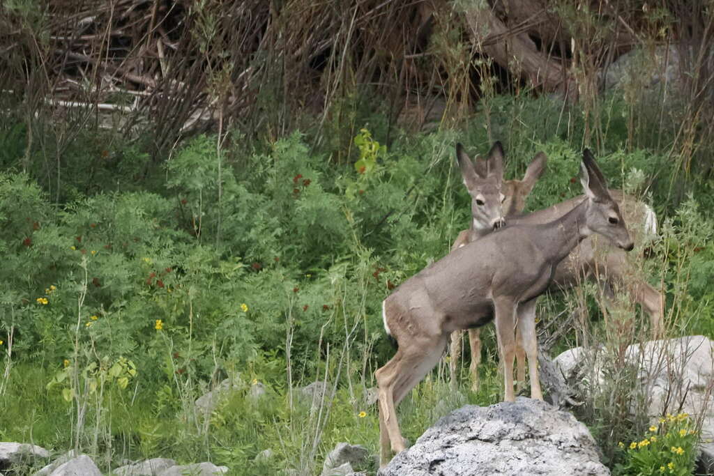 Mule Deer from Idaho County, ID, USA on September 29, 2023 at 03:09 PM ...