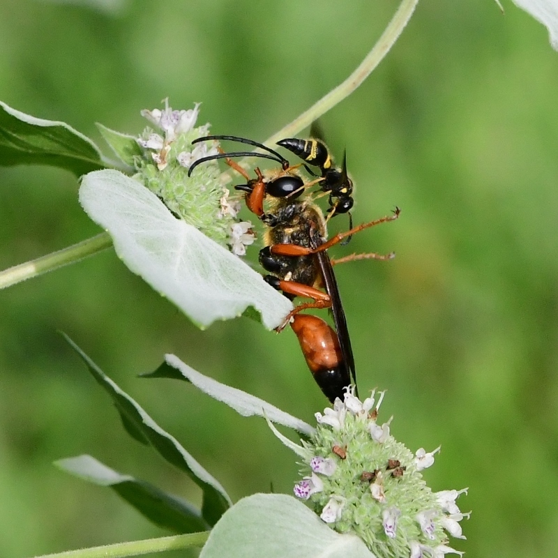 Smiling Mason Wasp in August 2023 by roamingthewoods. ID for smaller ...
