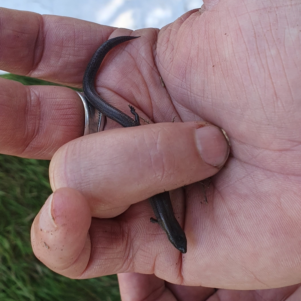 McCoy's Skink from Endeavour Hills VIC 3802, Australia on September 29 ...