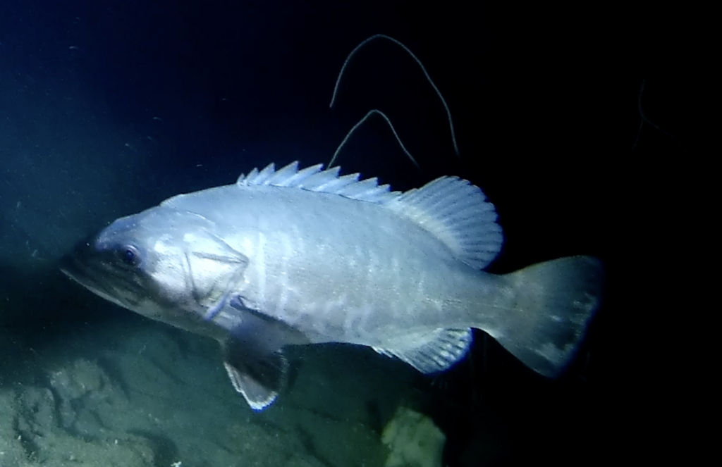 Atlantic Wreckfish from Northland, New Zealand on September 16, 2023 at ...