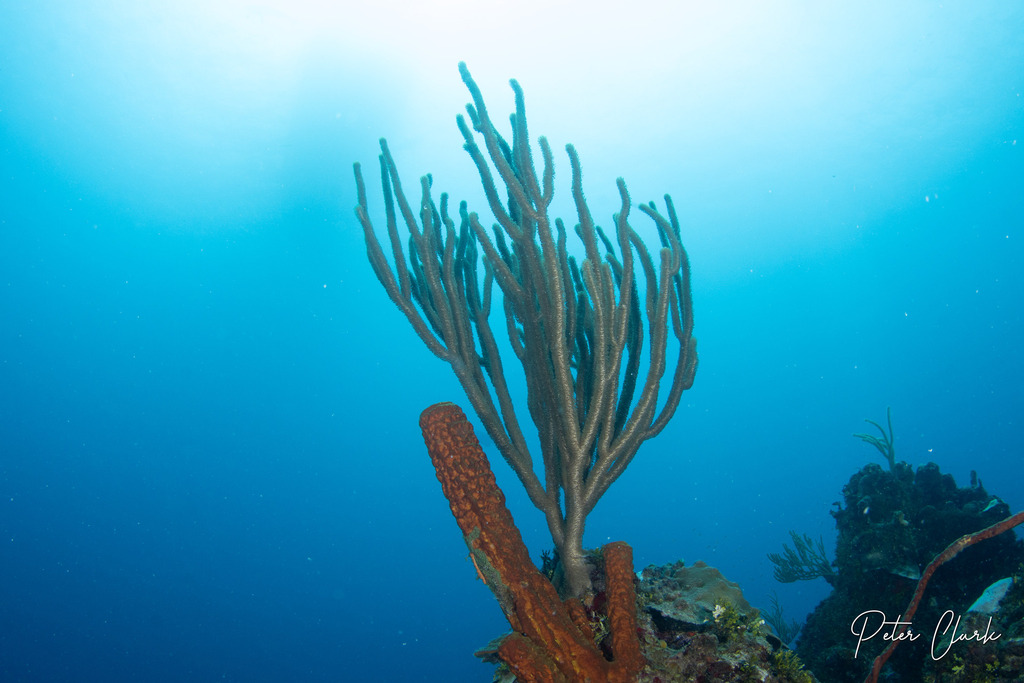 Knobby Sea Rods from Corozal, Belize on September 28, 2023 at 09:21 AM ...