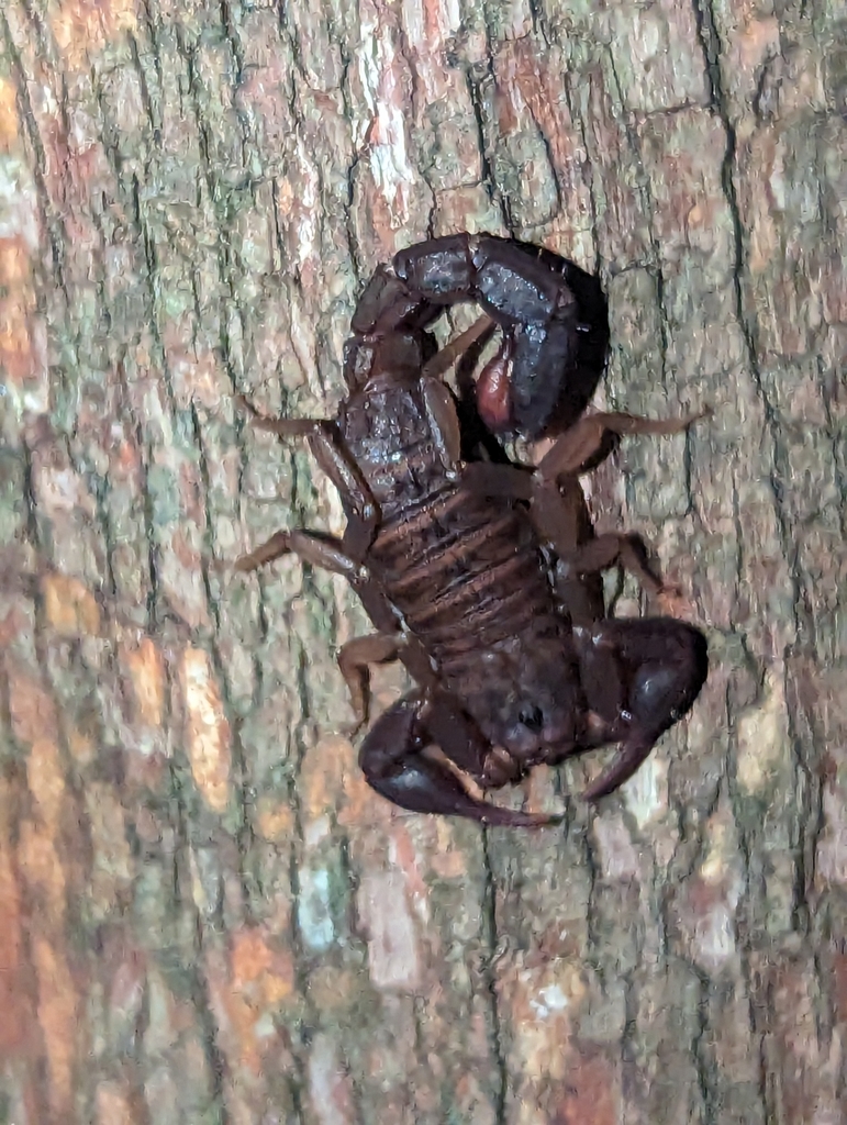 Southern Devil Scorpion from Cave Spring, GA 30124, USA on September 29 ...
