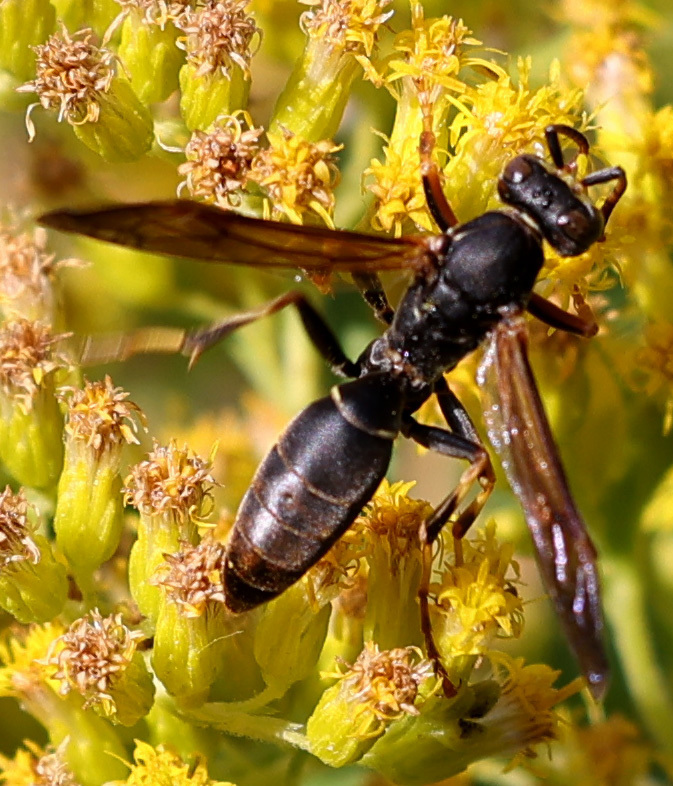 Parametric Paper Wasp from Shepard Settlement, Onondaga County, NY, USA ...