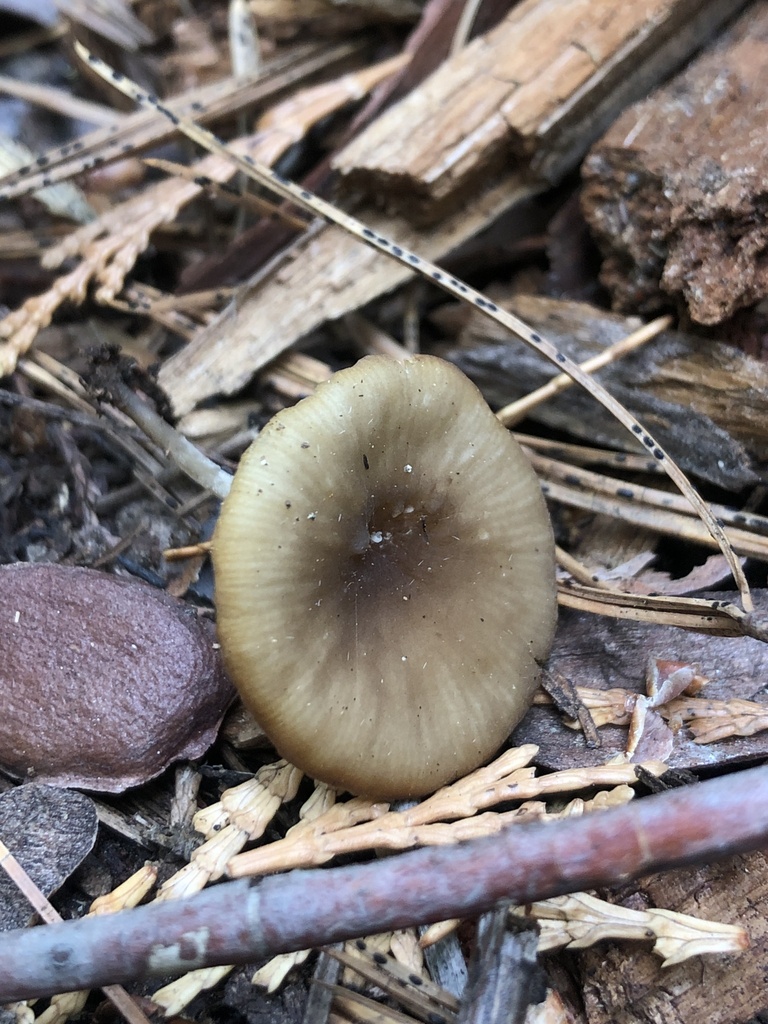 Hydropus from Placer County, Tahoe National Forest, US-CA, US on ...