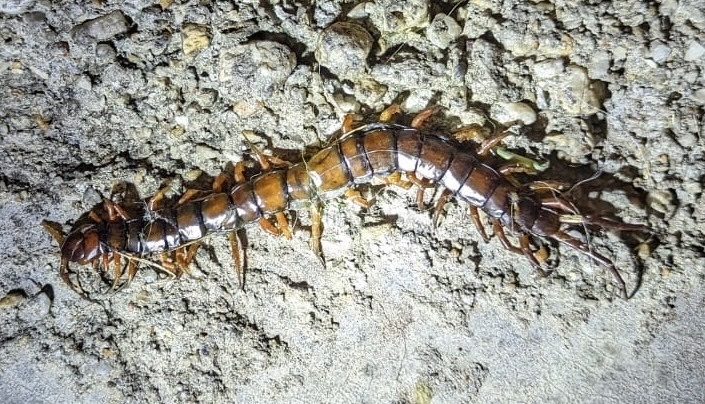 Pacific Giant Centipede from Trinidad, Trinidad and Tobago, TT on ...