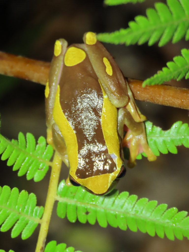 Clown Tree Frog from Madre de Dios, PE on September 2, 2023 at 11:25 PM ...